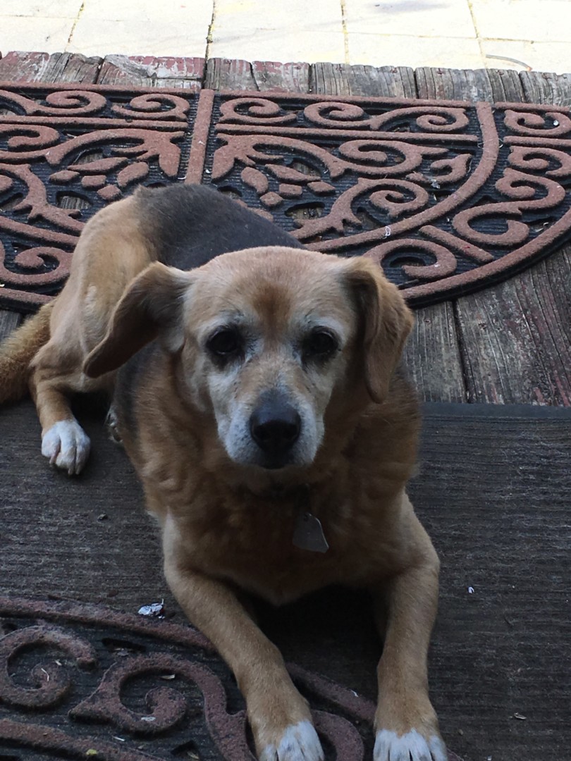 Lost Dog (Nashville, Tennessee) - Sticky