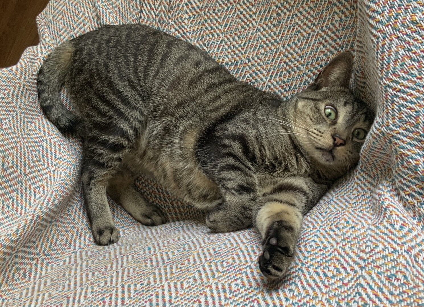 Lost Cat (Los Angeles, California) - Butthead