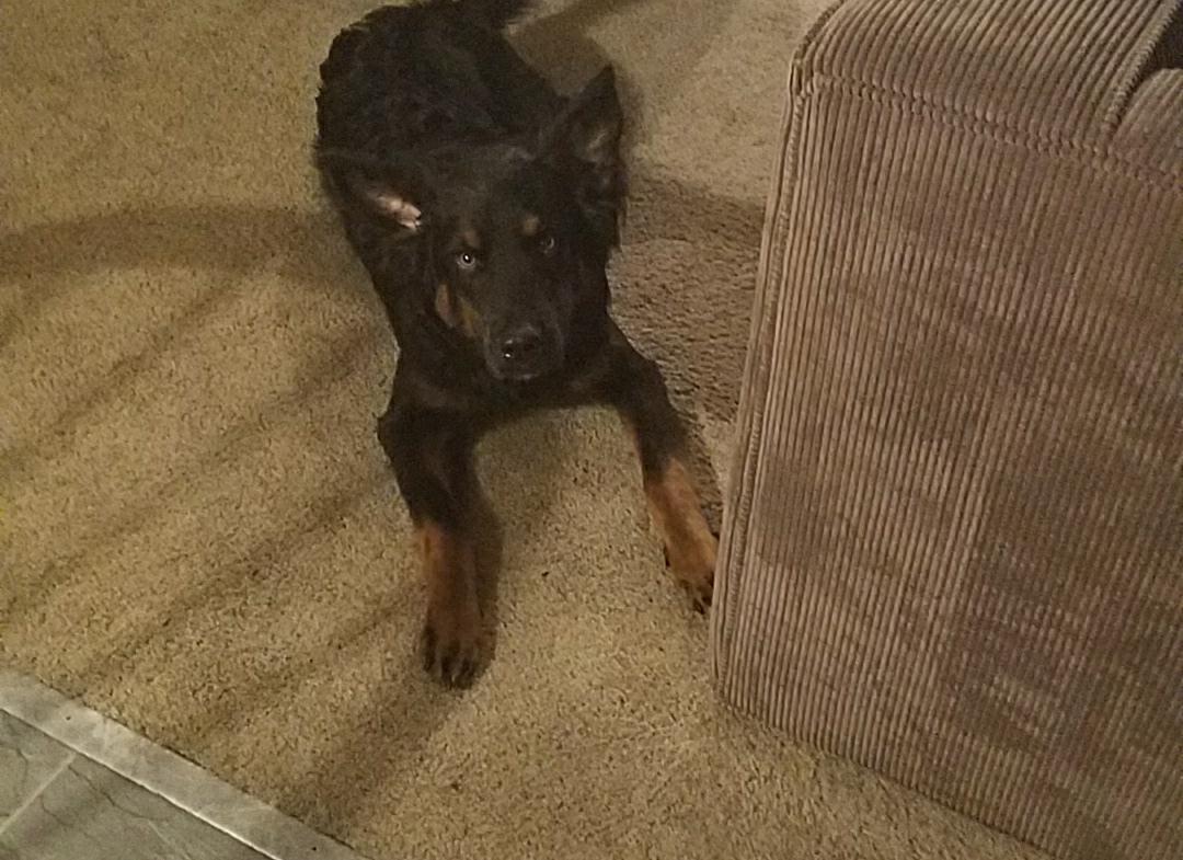 Lost Dog (Indianapolis, Indiana) - Max