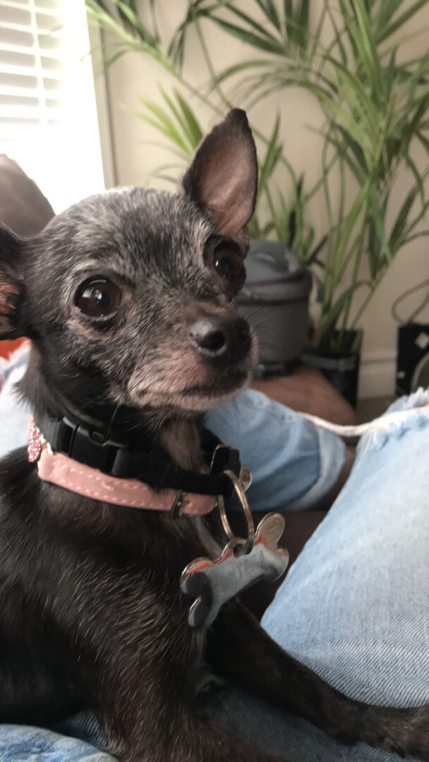 Lost Dog (Yuba City, California) - Plantera