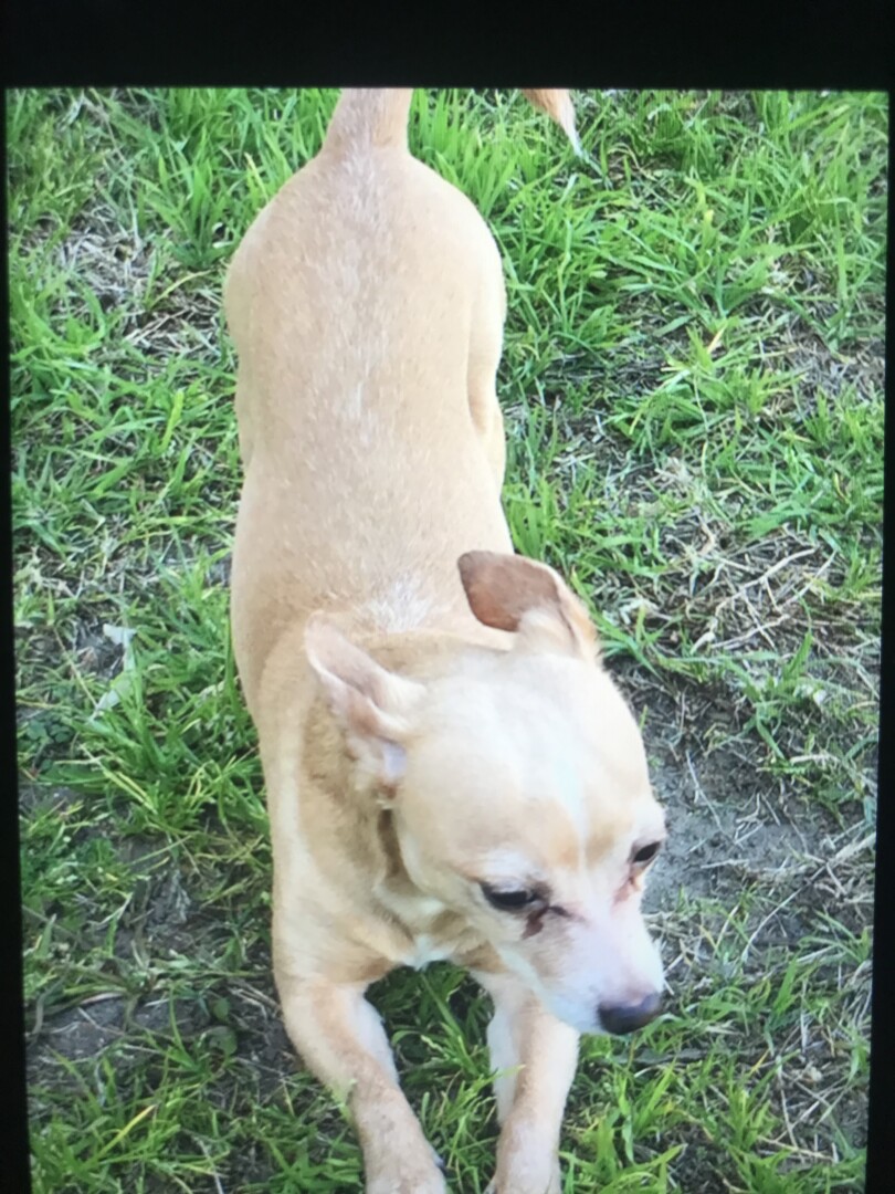 Lost Dog Bakersfield California Charlie lost-dog-bakersfield-california-charlie