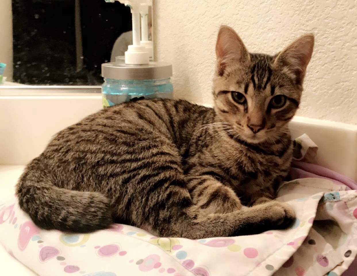 Lost Cat (Livingston, California) - Cheeto