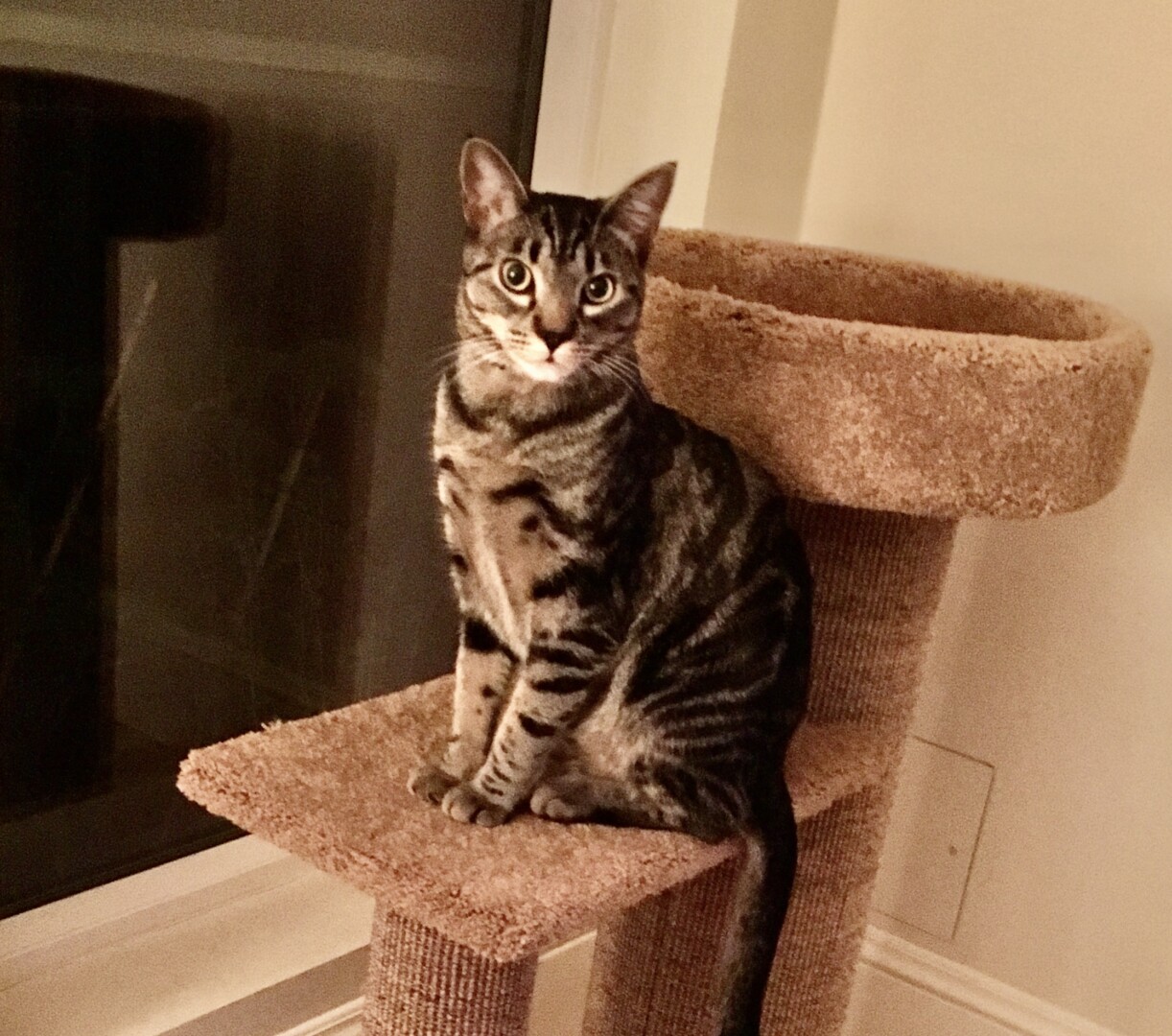 Lost Cat (San Francisco, California) - Marble