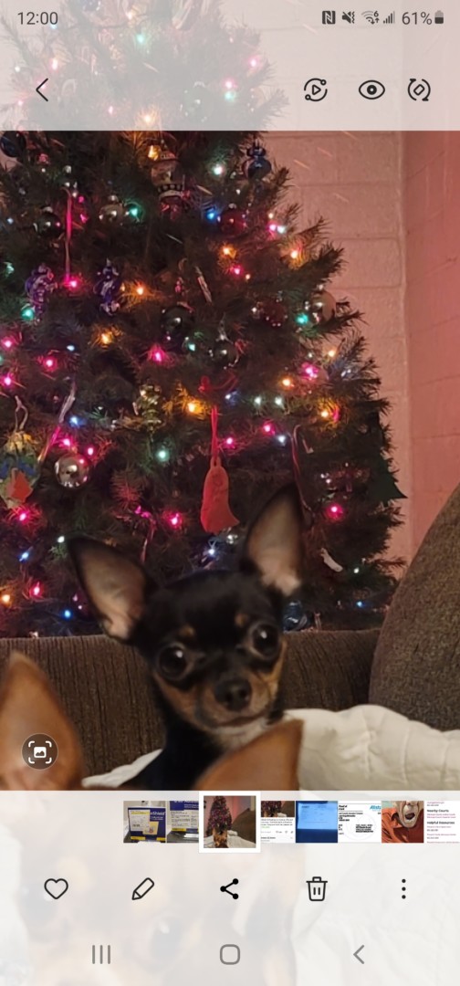 Lost Dog (Phoenix, Arizona) - Sticks