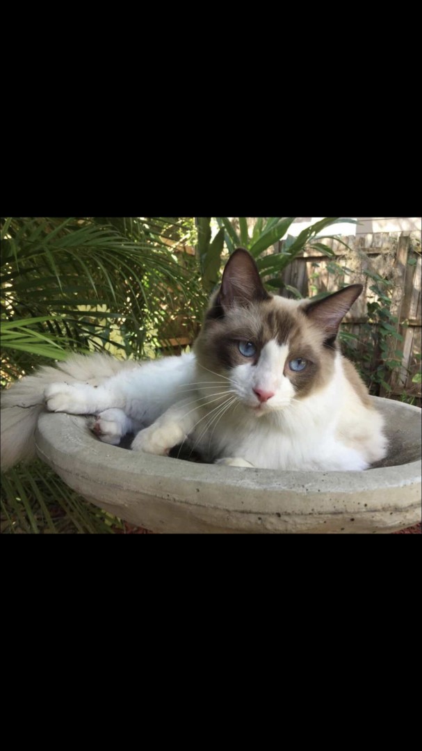 Lost Cat (Indialantic, Florida) - Coco