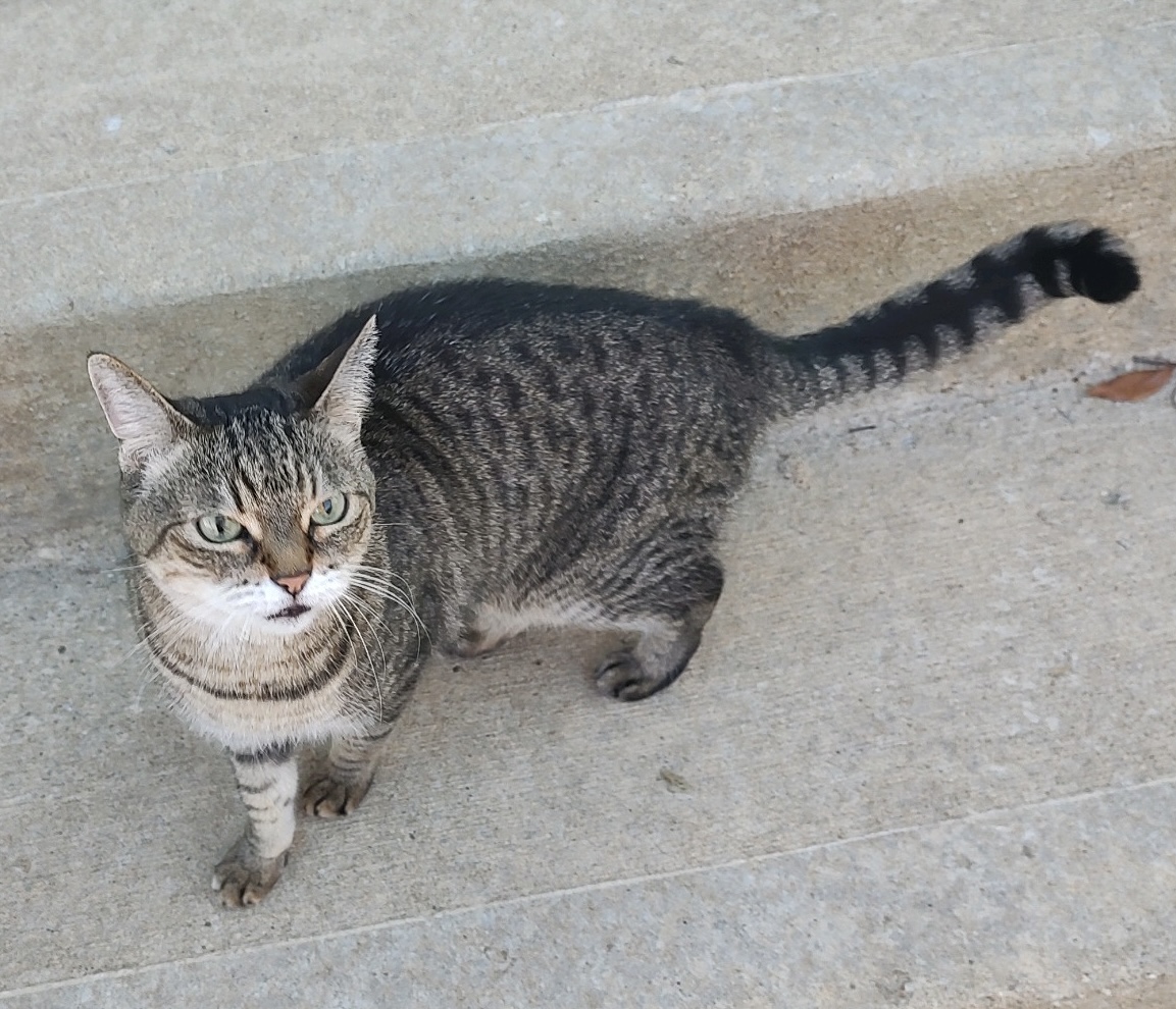 Lost Cat (Leavenworth, Kansas) - Cinnamon