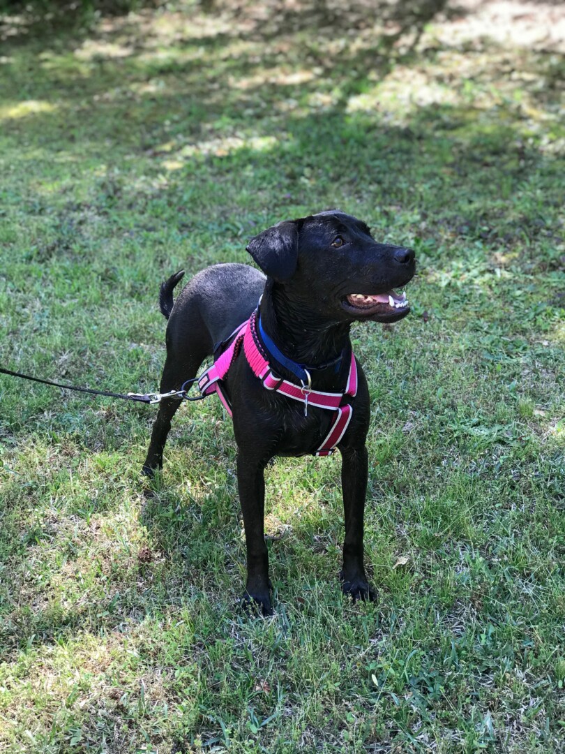 Lost Dog (Greenwood, South Carolina) - Luke