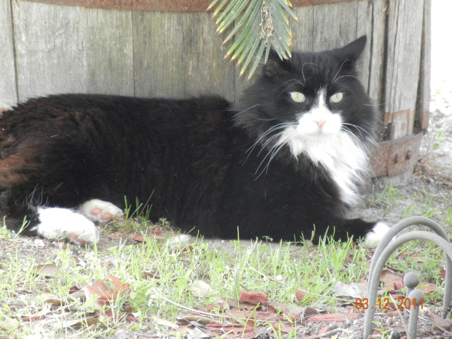 Lost Cat (Mount Pleasant, South Carolina) - Blackie