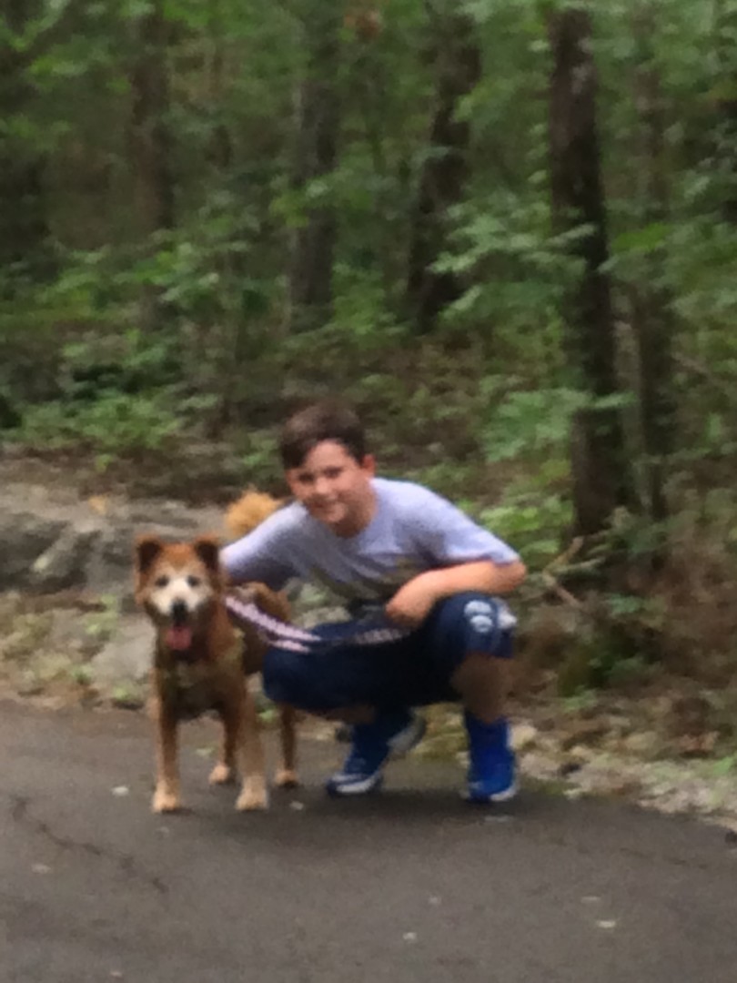 Reddish Sheltie Chow Chow Mix – My Lost Pet Alert