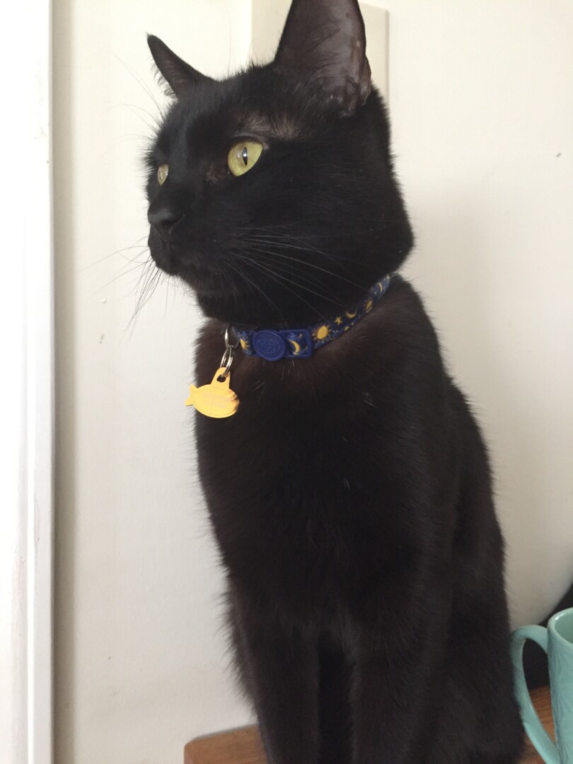 Lost Cat (Ithaca, New York) - Jado