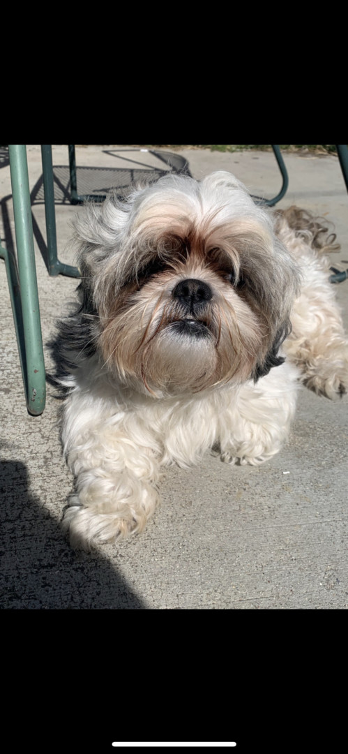 Lost Dog (Salinas, California) - Terry