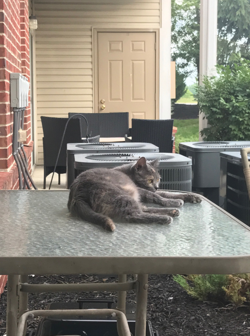 Lost Cat (Indianapolis, Indiana) - Lylah