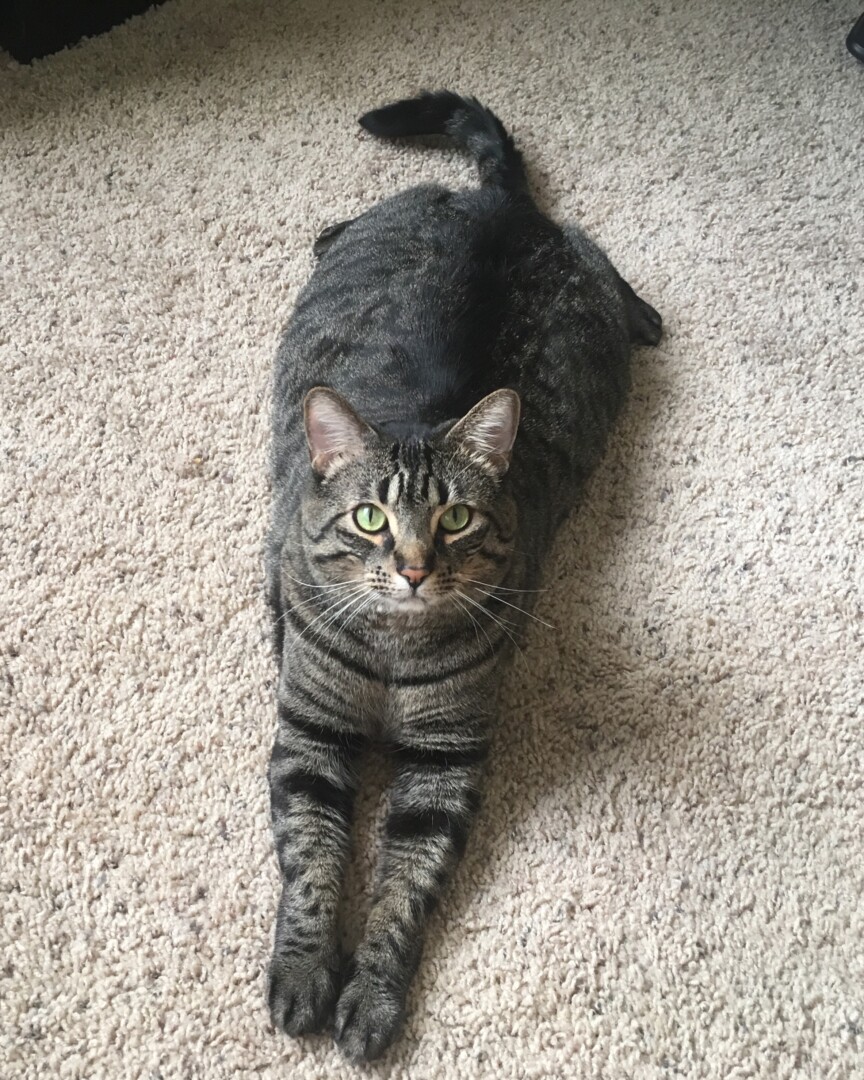 Lost Cat (Boise, Idaho) - Cole