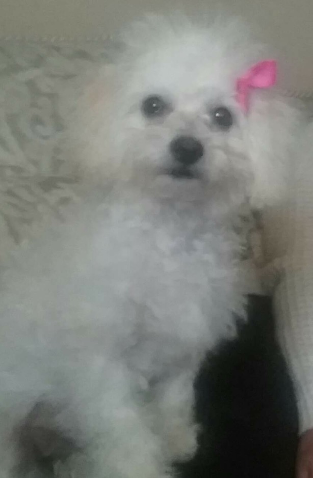 Lost Dog (Cary, North Carolina) - Chiquis