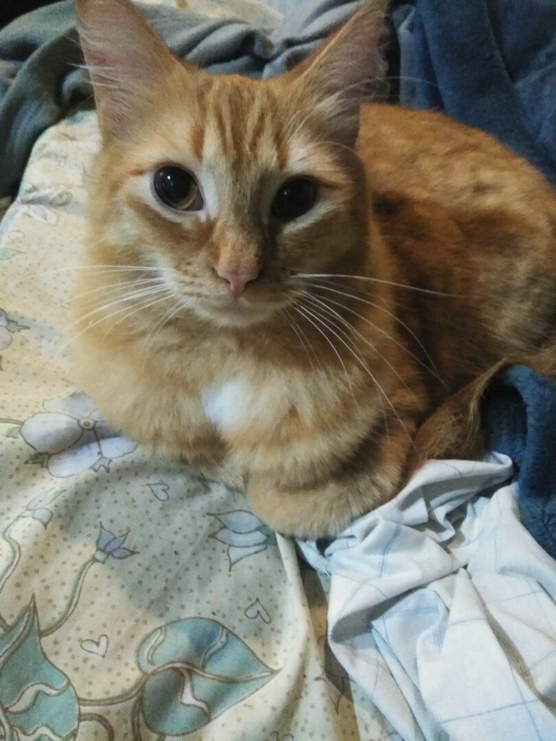 Lost Cat (Atlanta, Georgia) - Bentley