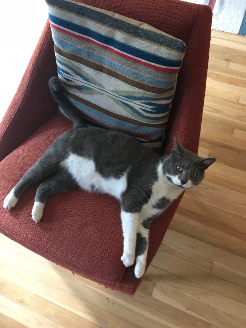Lost Cat (Portland, Oregon) - Peems