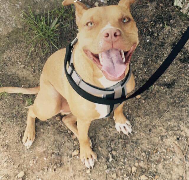 Lost Dog (Leadville, Colorado) - Luda