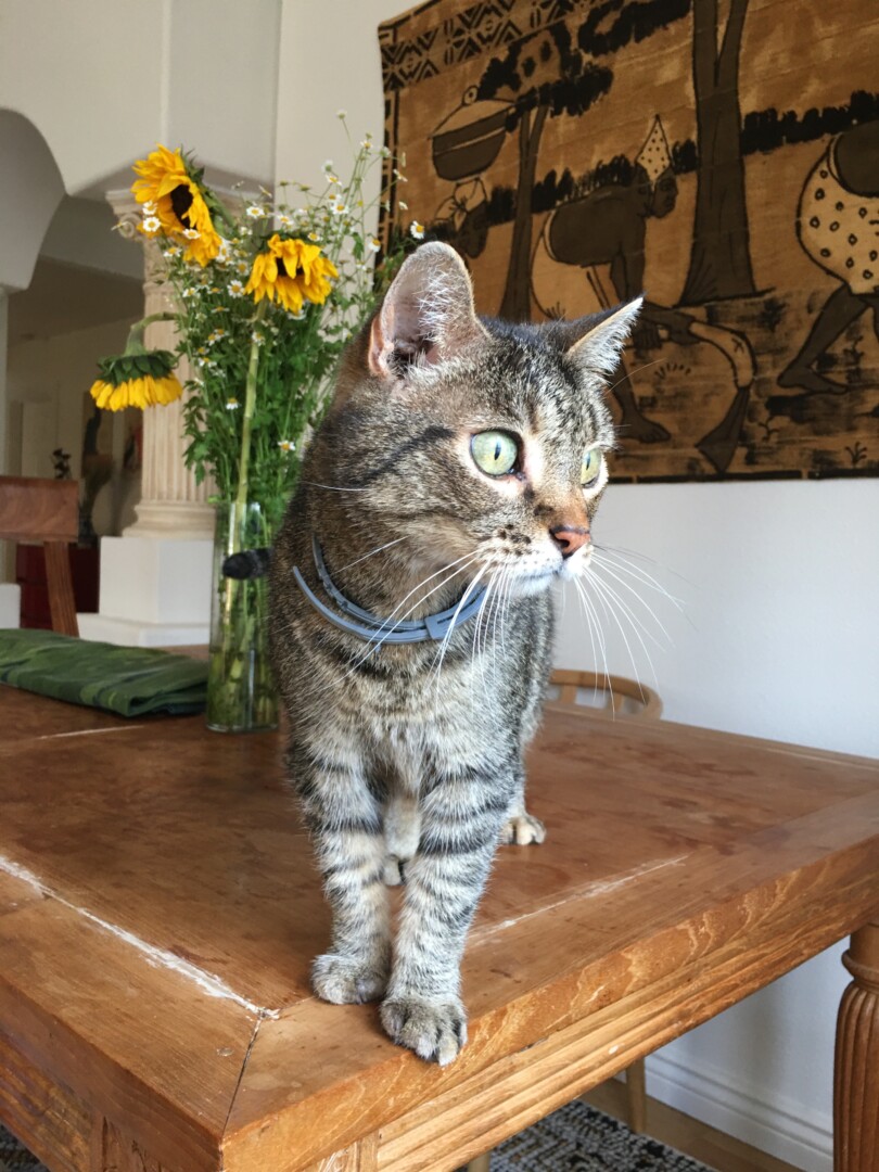 Lost Cat (Rosemead, California) - Ginger