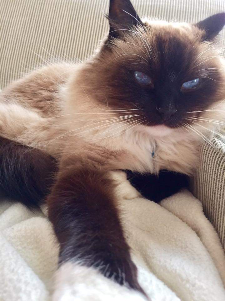 Lost Cat (Springfield, Tennessee) - Mars