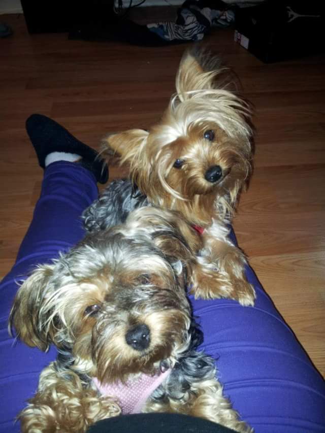 Lost Dog (Rochester, New York) - Kuffie