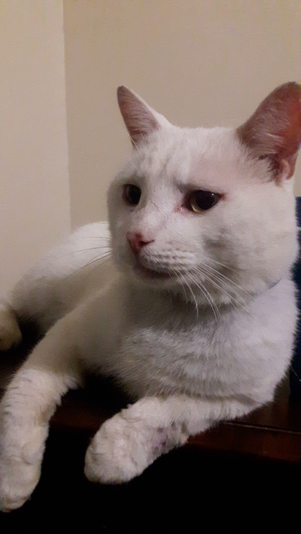 Lost Cat (Nashua, New Hampshire) - Tweaks