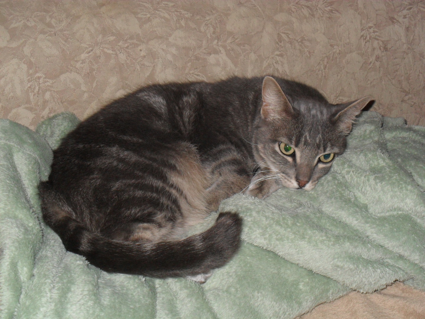 Lost Cat (Vancouver, Washington) - Tweak