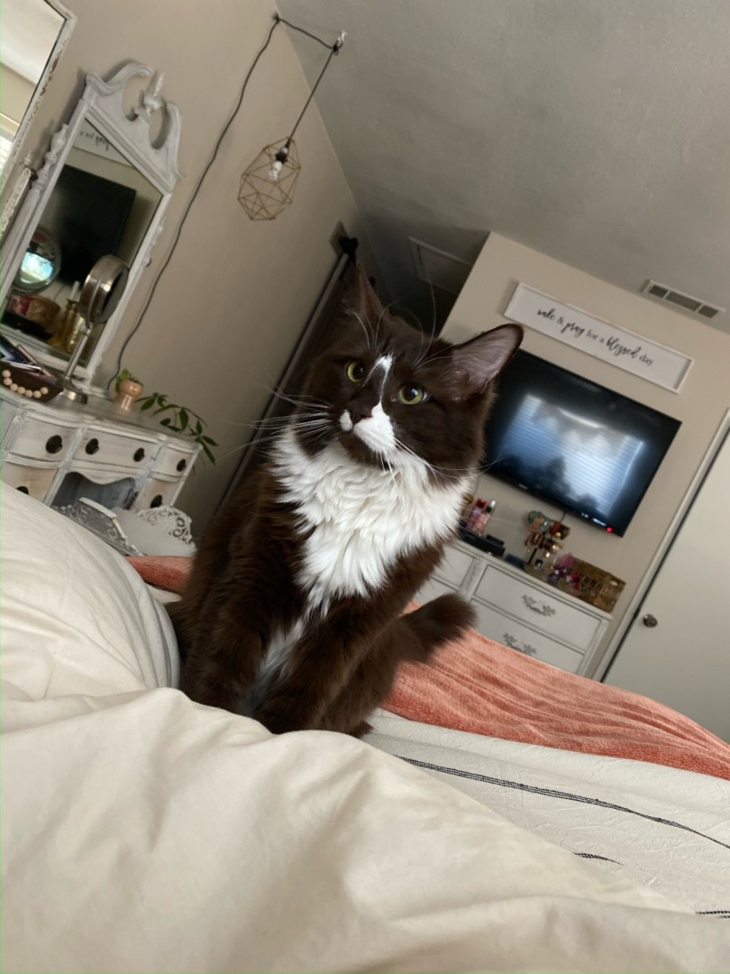 Lost Cat (Victorville, California) - Coco