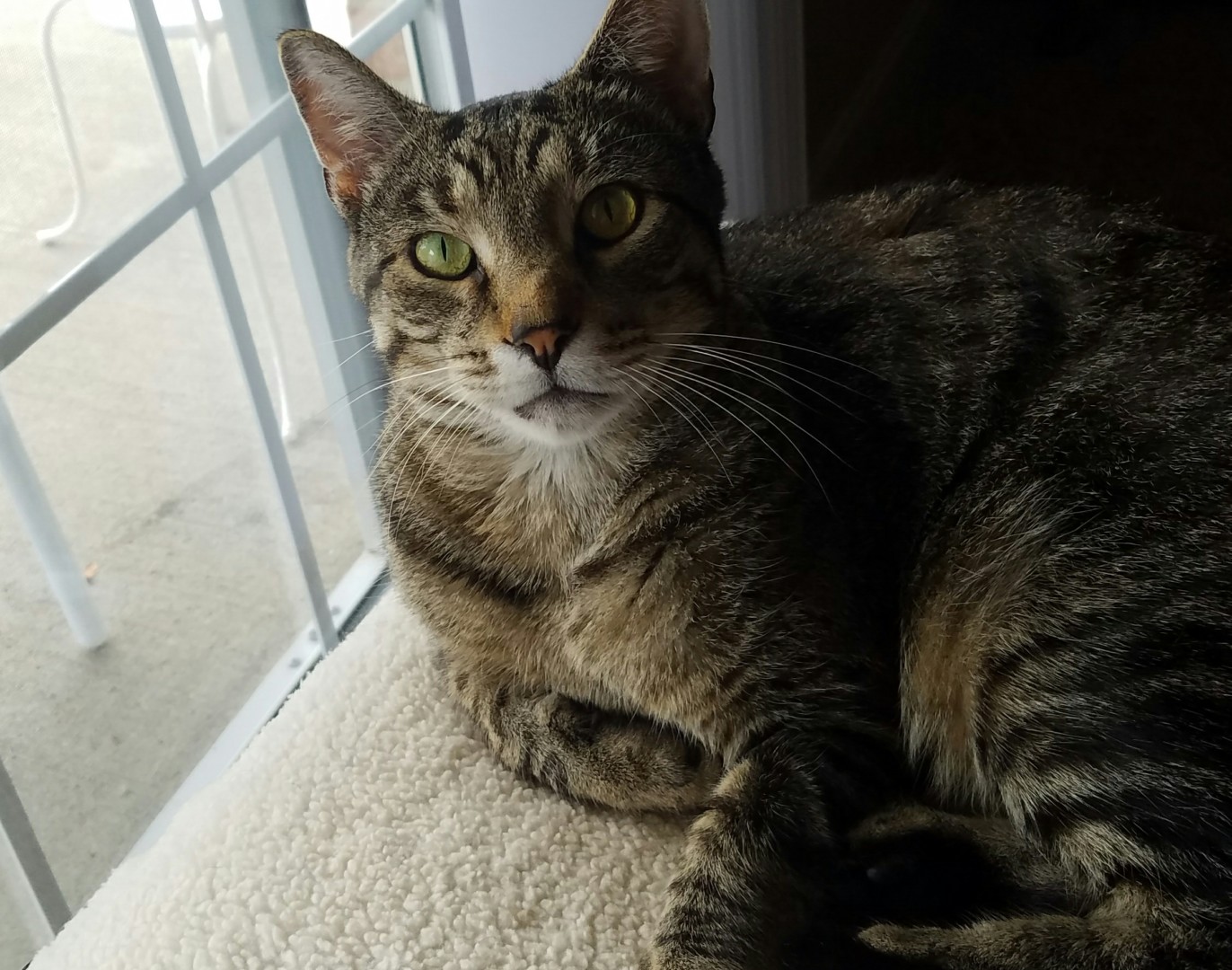 Lost Cat (Conway, South Carolina) - Cairo