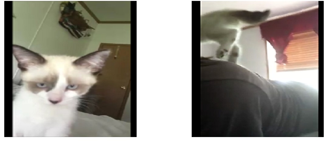 Lost Cat (El Dorado, Kansas) - Unk