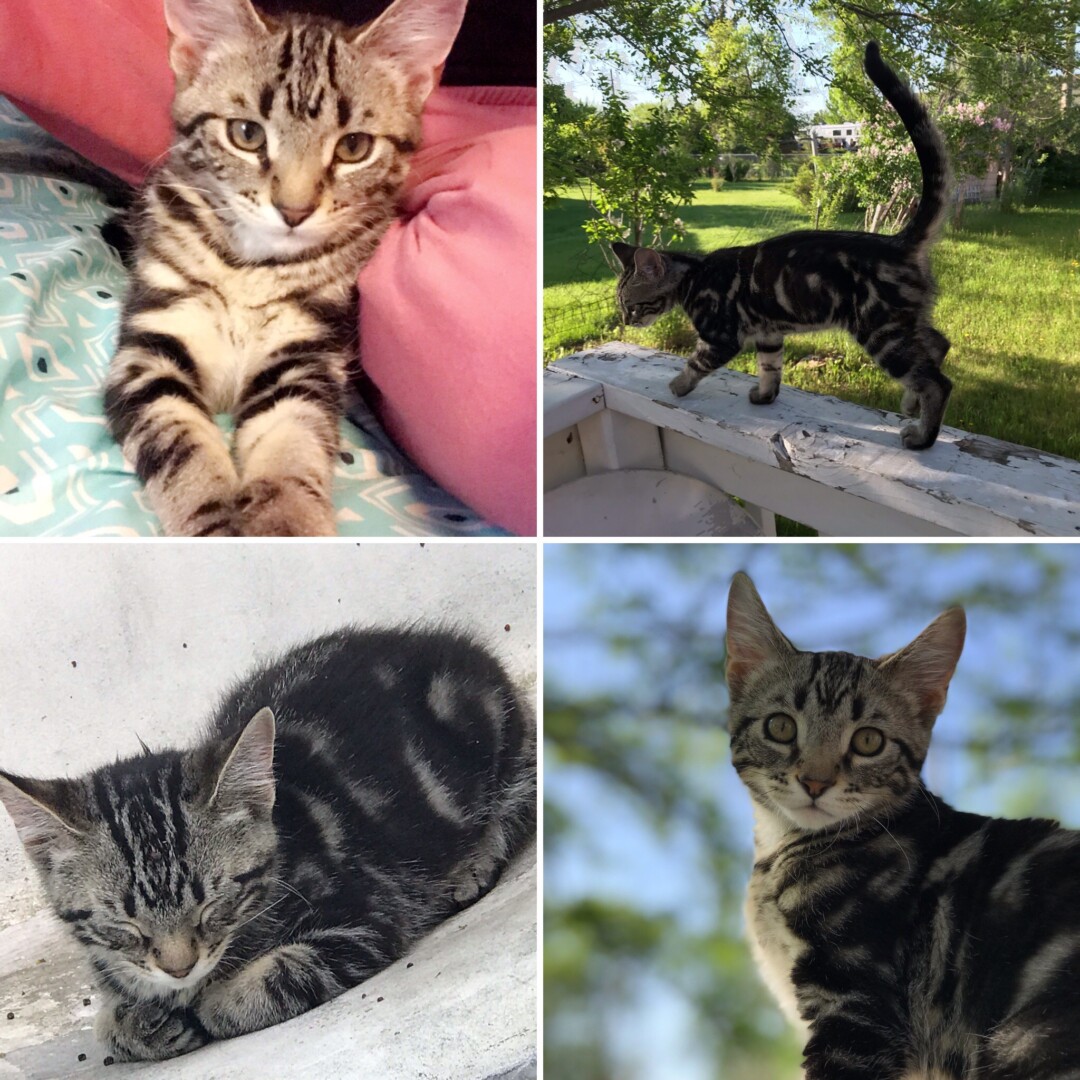 Lost Cat (Rapid City, South Dakota) - Rex