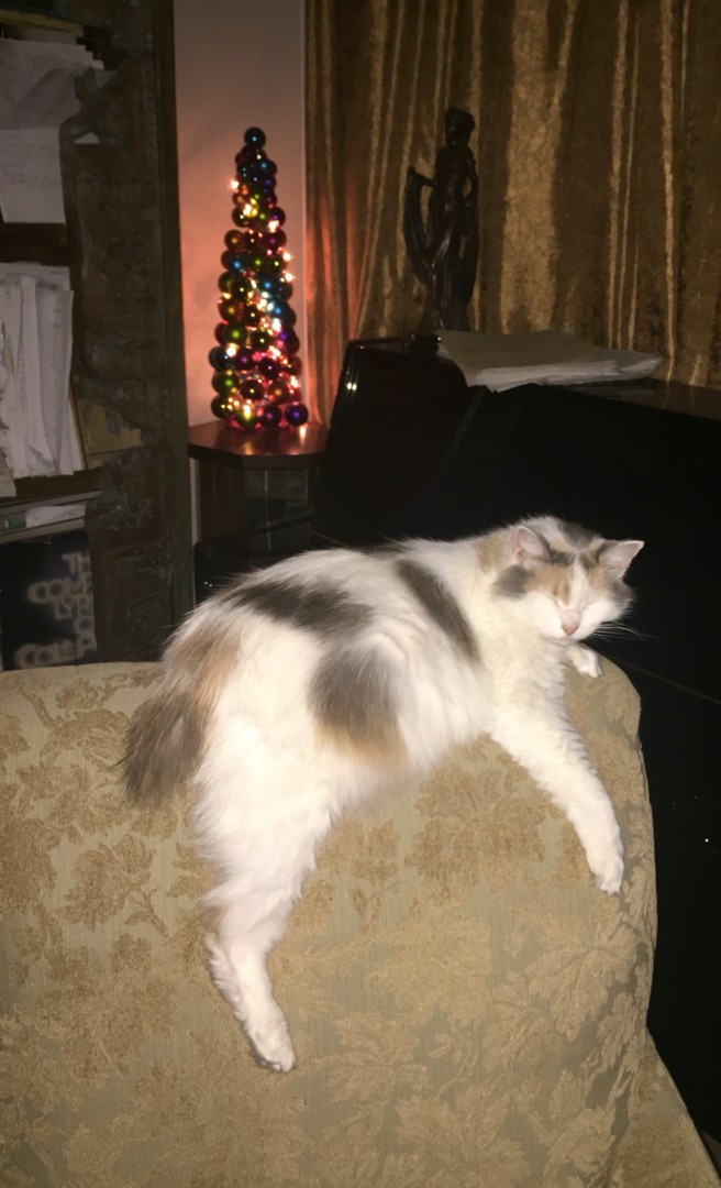 Lost Cat (Tyler, Texas) - Ruby