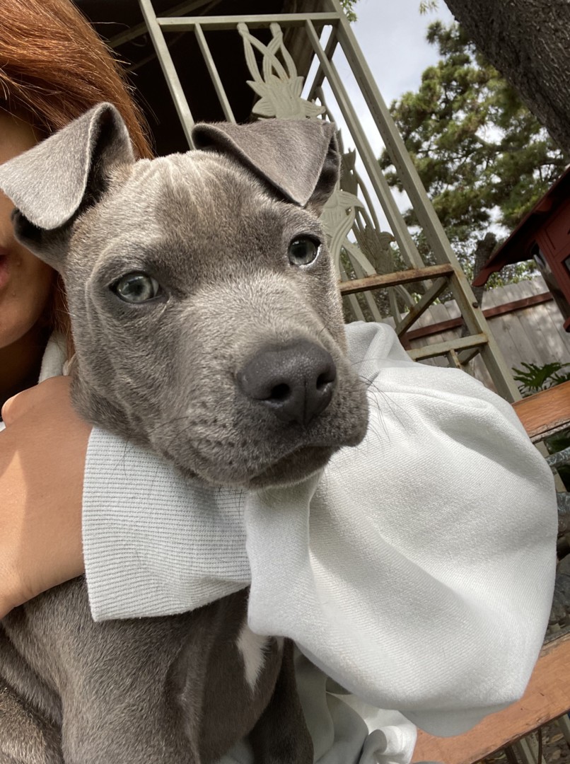 Lost Dog (San Diego, California) - Kash