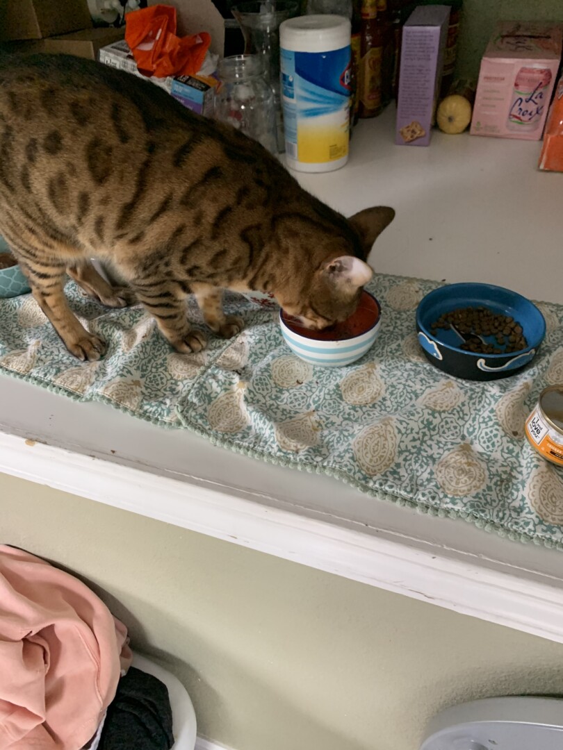 Lost Cat (Portland, Oregon) - Rosie