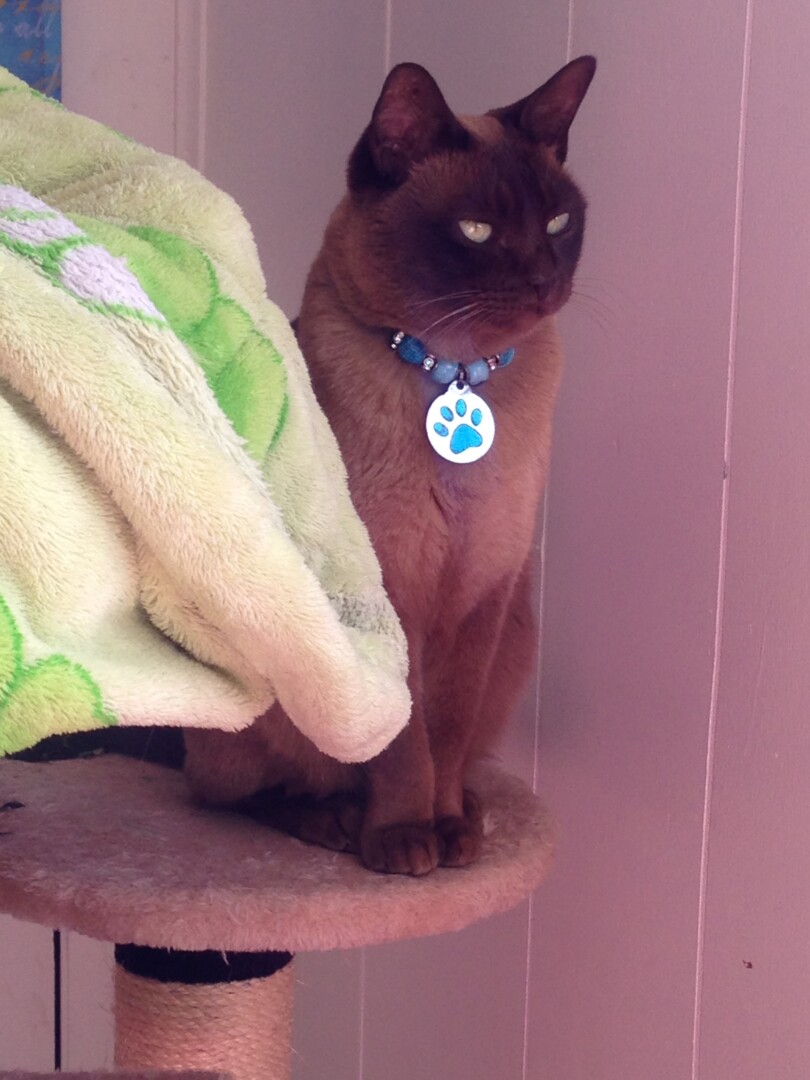 Lost Cat (Aurora, Colorado) - Kassi