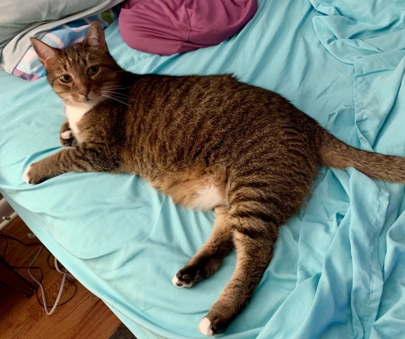 Lost Cat (Overland Park, Kansas) - Hershel