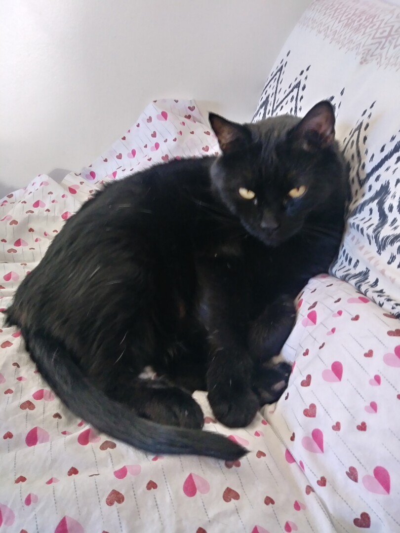 Lost Cat (Reno, Nevada) - Jupiter