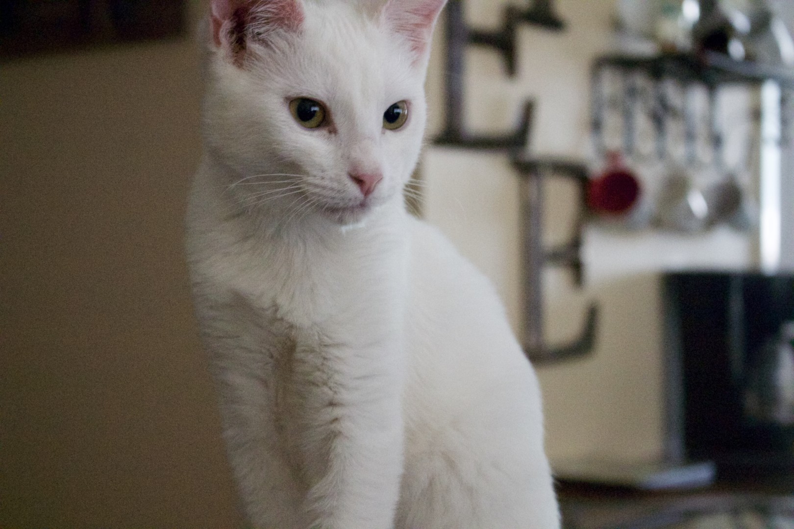 Lost Cat (Houston, Texas) - Kitty