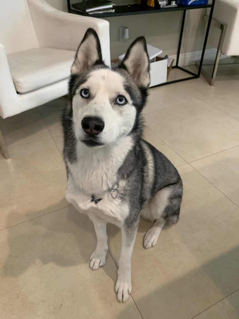 Lost Dog (Walnut, California) - Akai