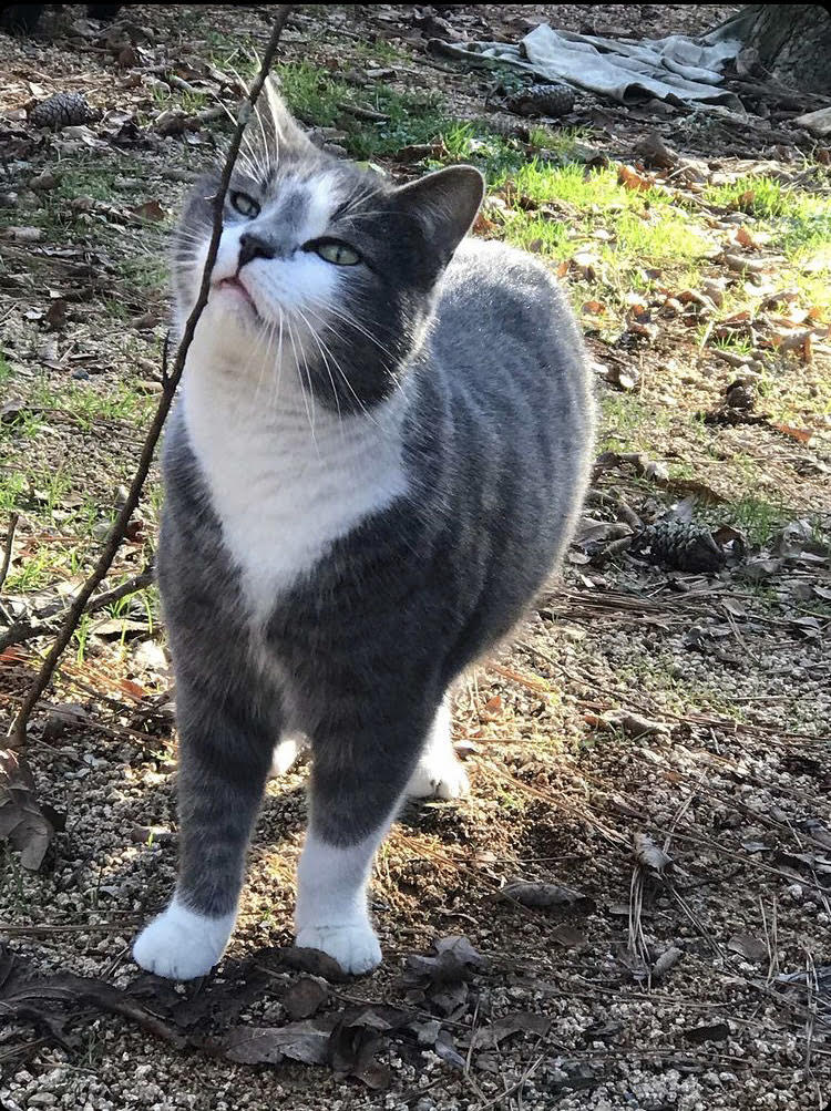 Lost Cat (Clayton, North Carolina) - George