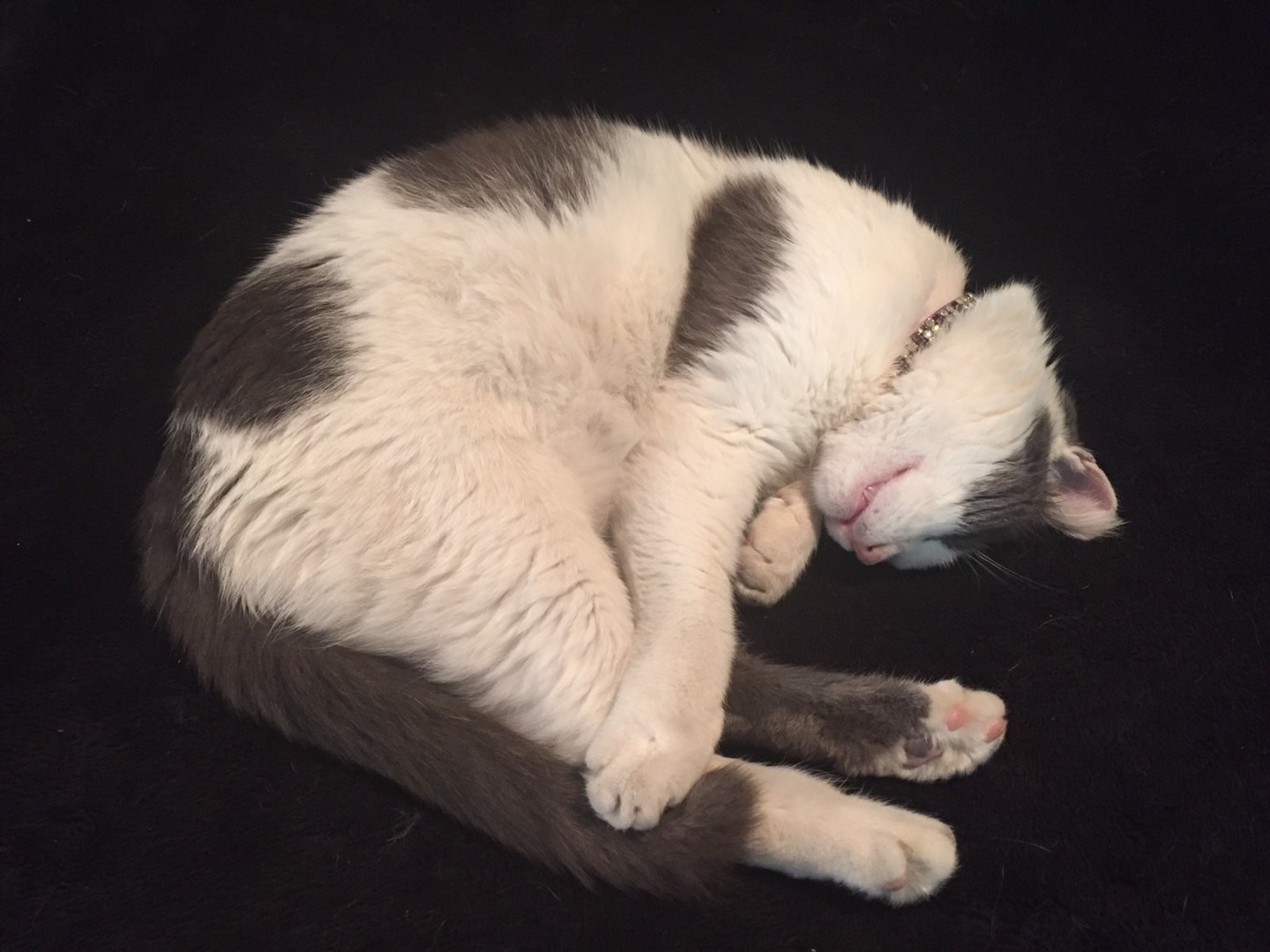 Lost Cat (Los Angeles, California) - Catcat