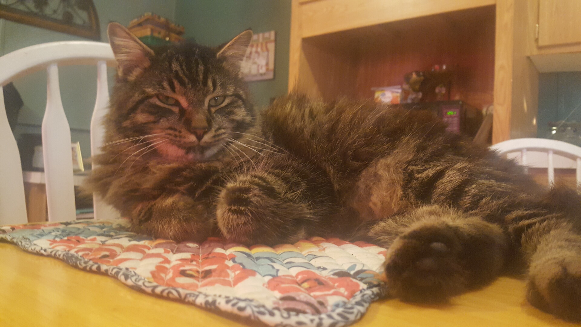 Lost Cat (Lexington, South Carolina) - Clyde