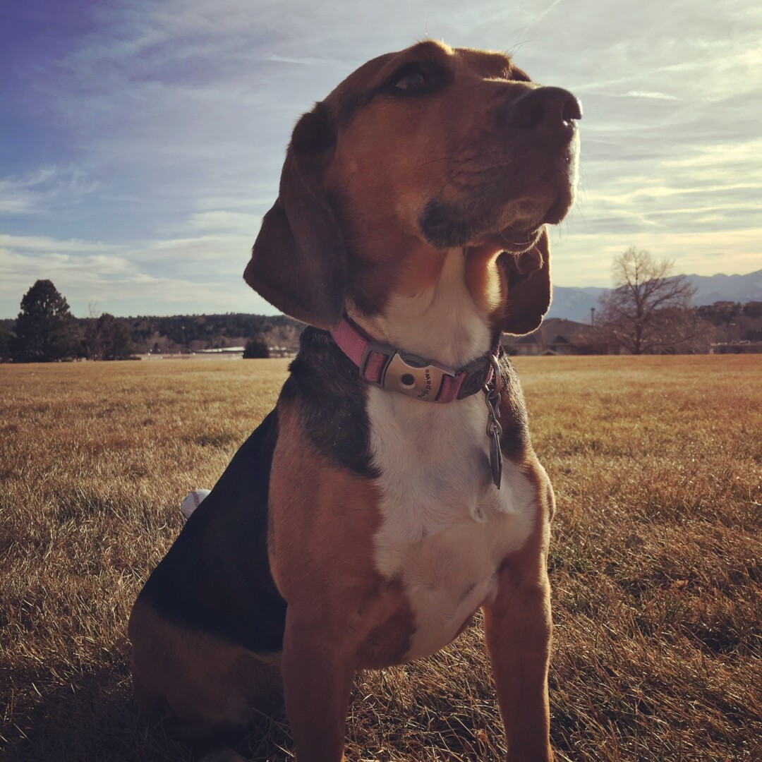 Lost Dog (Colorado Springs, Colorado) - Ripley