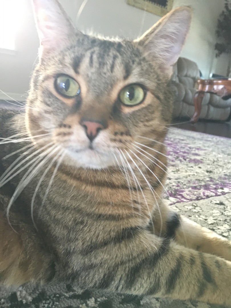 Lost Cat (Thornton, Colorado) - Allie