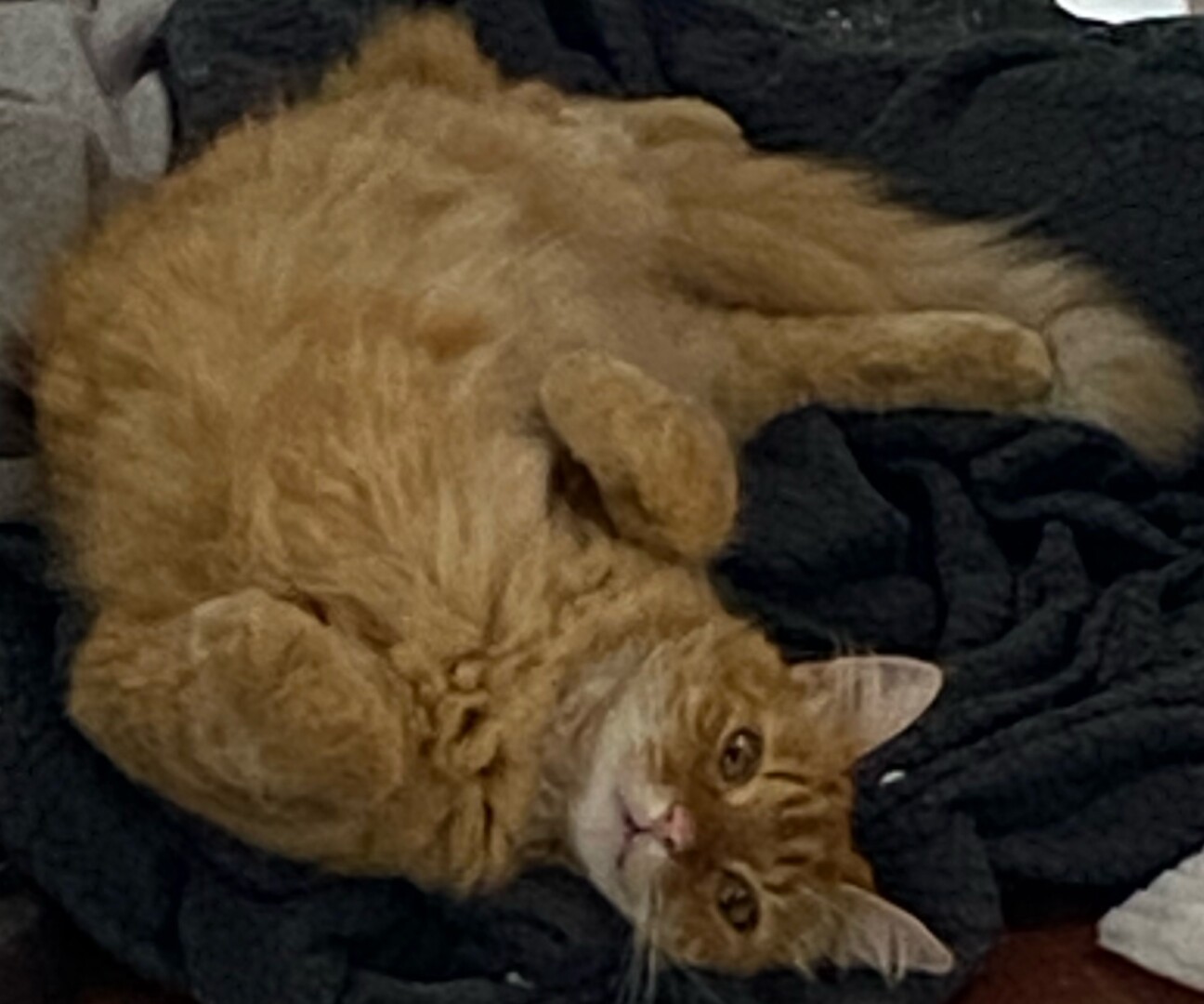 Lost Cat (Holiday, Florida) - Sammy