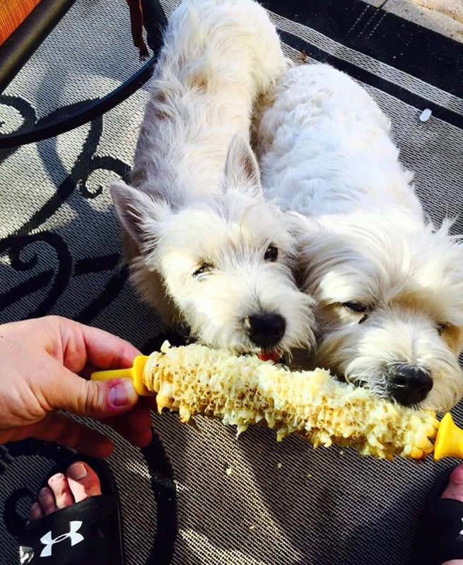 Lost Dog (Phoenix, Arizona) - Smoofie And Foxy