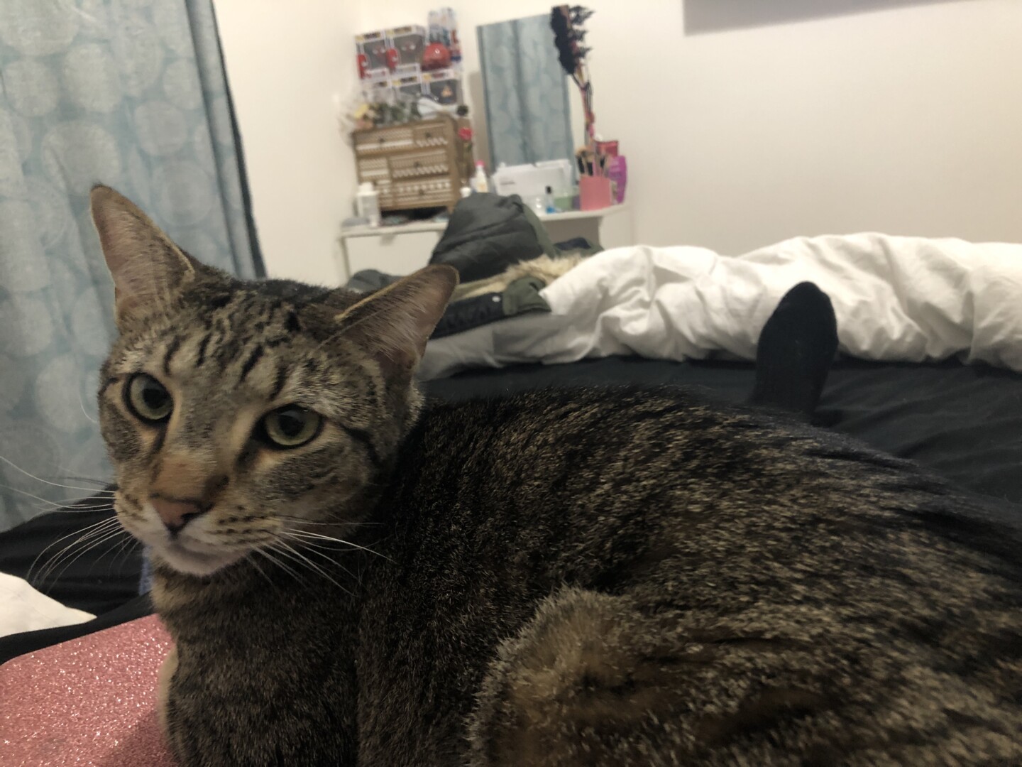 Lost Cat (Moreno Valley, California) - Milo