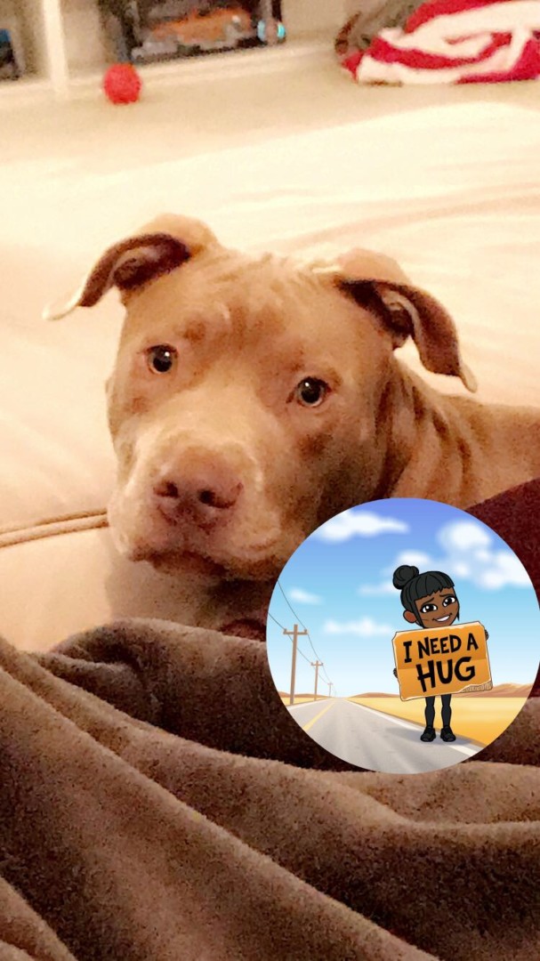 Lost Dog (Bowie, Maryland) - Napoleon