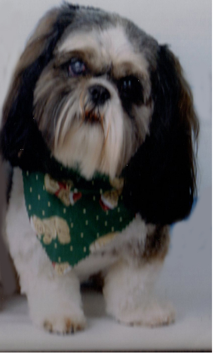 Lost Dog (Pinckney, Michigan) - Sierra