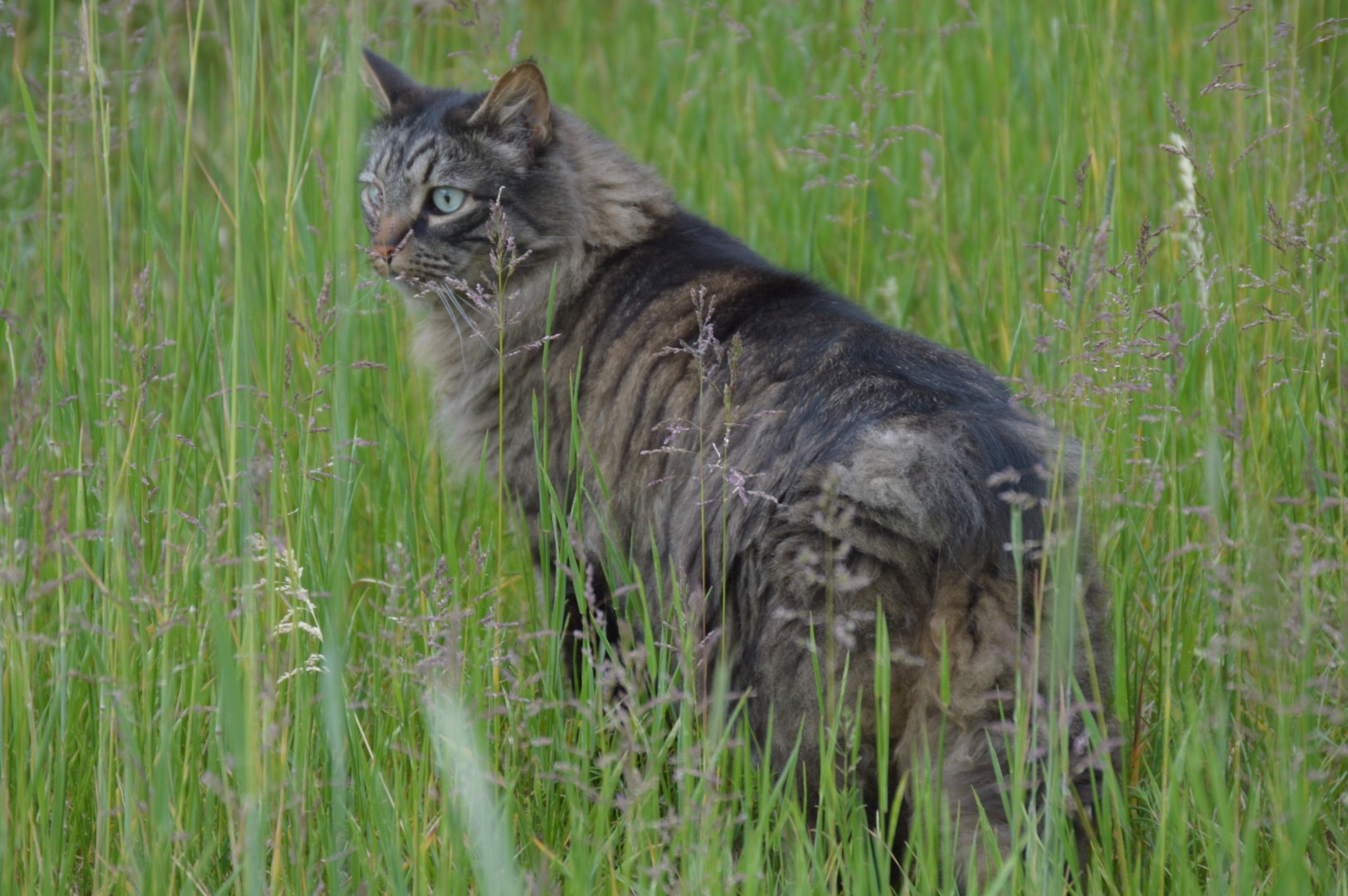 Lost Cat (Bend, Oregon) - Badger